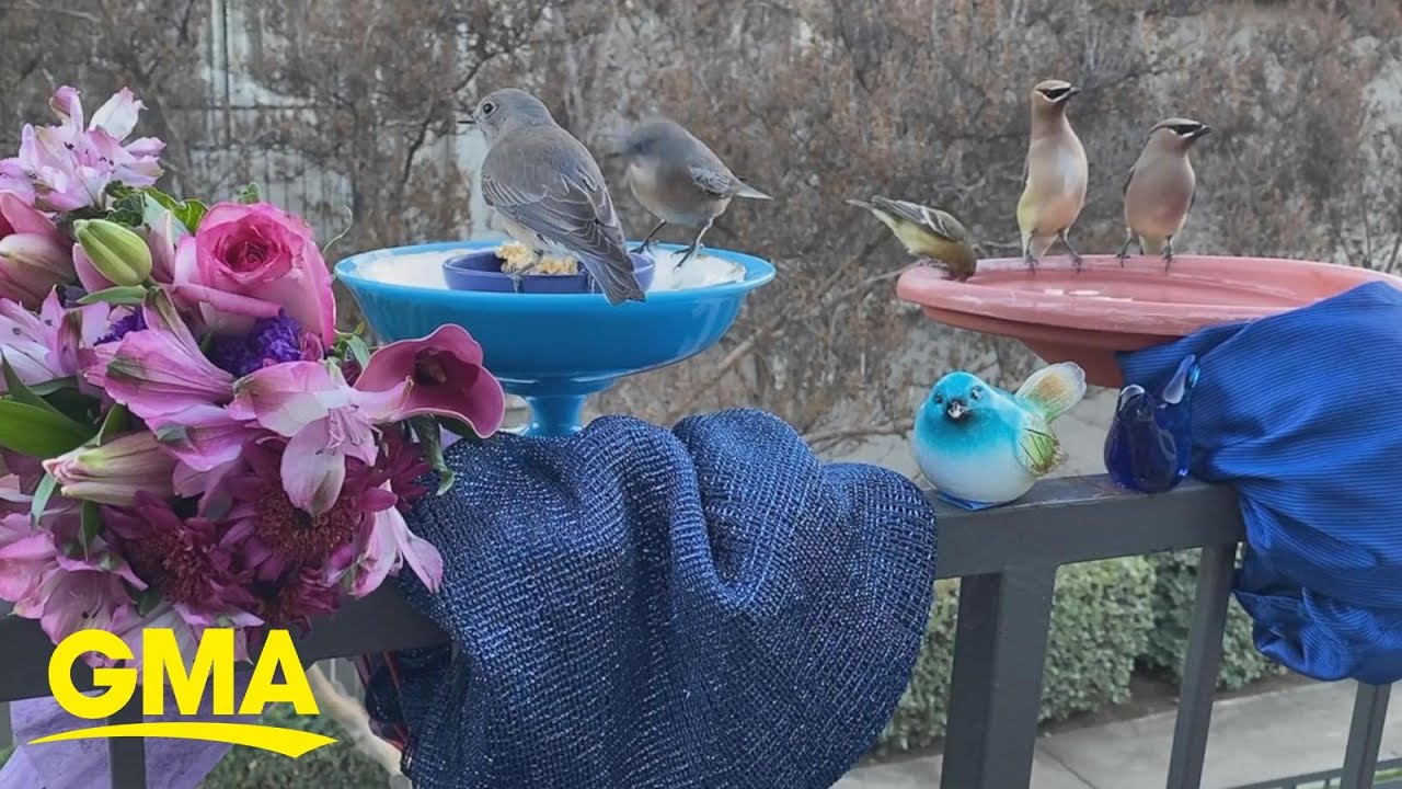Group of birds party together around a water feeder | GMA - YouTube