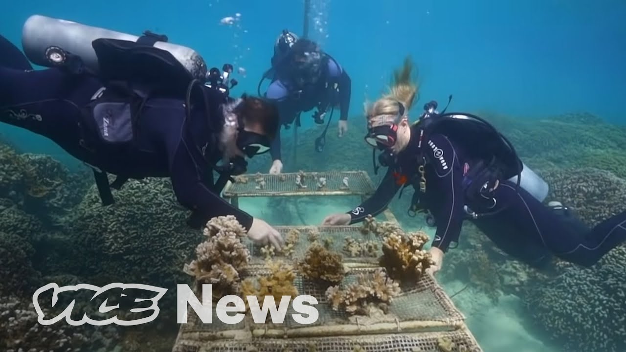 How Humans Are Changing the Oceans | Planet A - YouTube