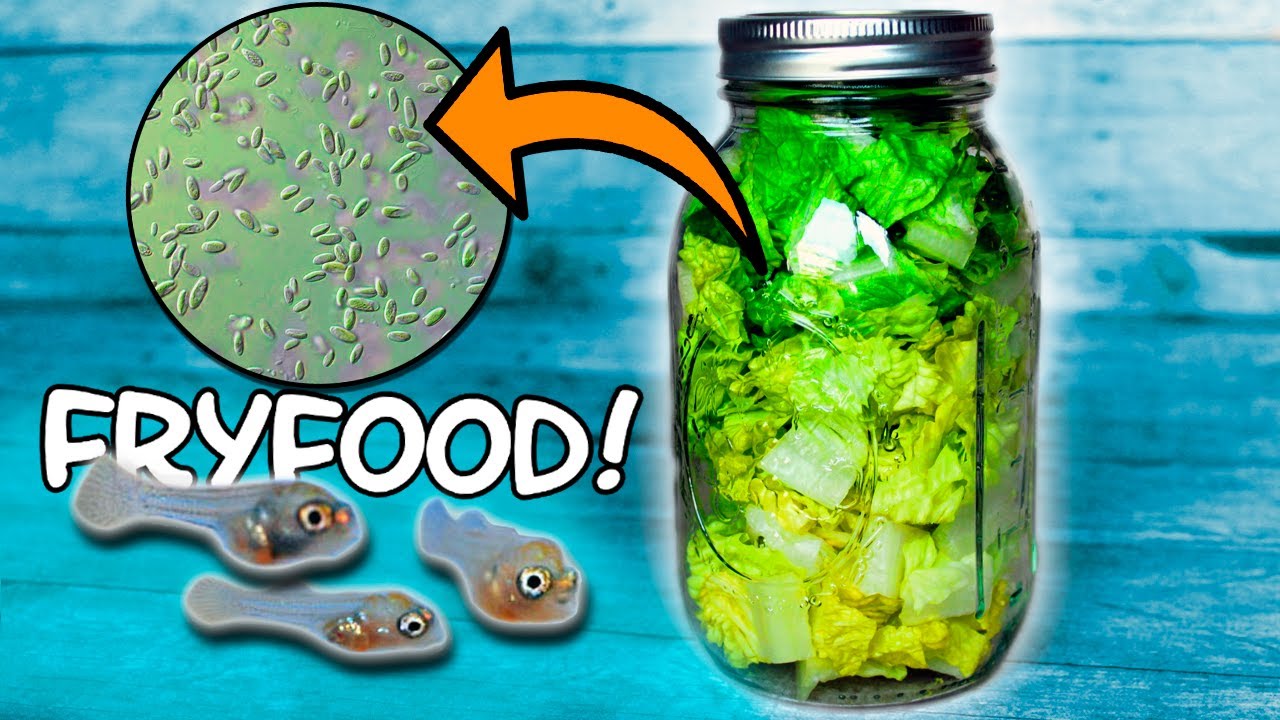 INFUSORIA THE EASY WAY - And All You Need To Know For Success! - YouTube