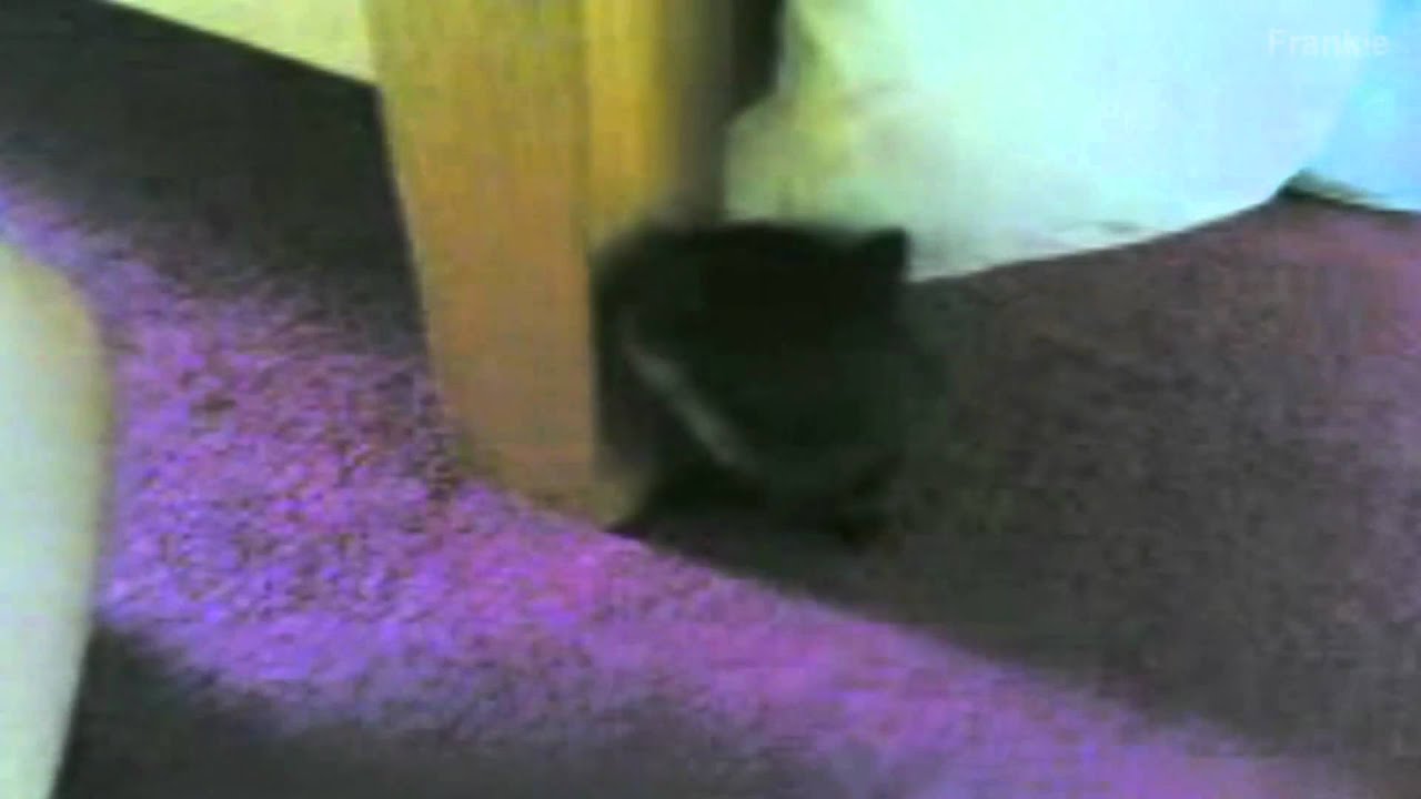 RIP Bubbles and Squeak - YouTube