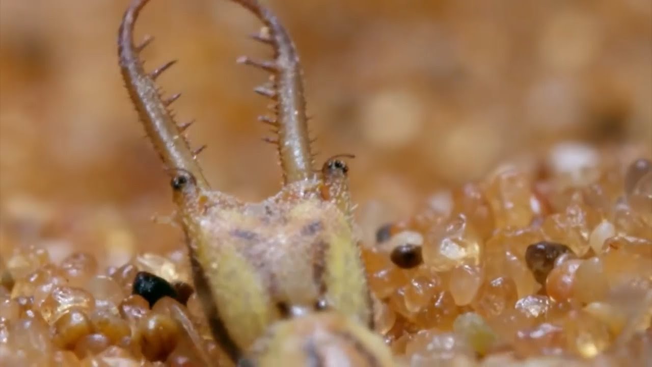 Antlion - a voracious underground monster! A trap from which it is ...