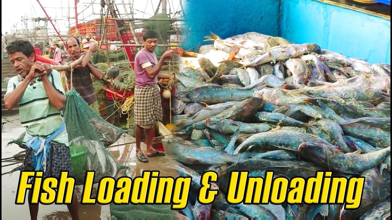 Fishing boat unloading & Transporting to market - YouTube