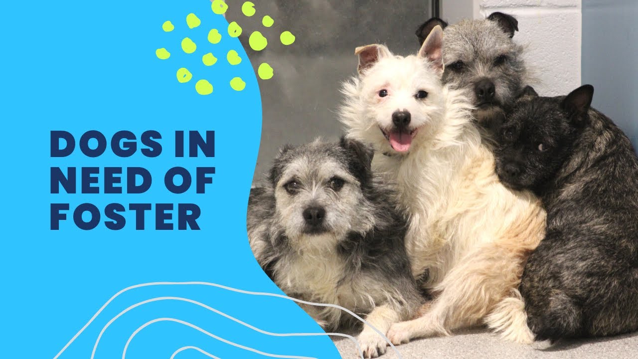 Dogs In Need of Foster - YouTube