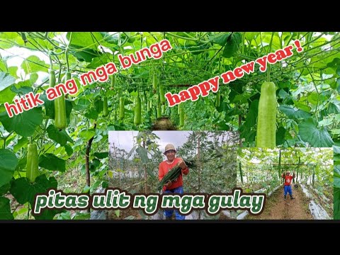 Vlog No.76, Ep19(gulayan) pagpitas ng gulay bago magbagong taon - YouTube
