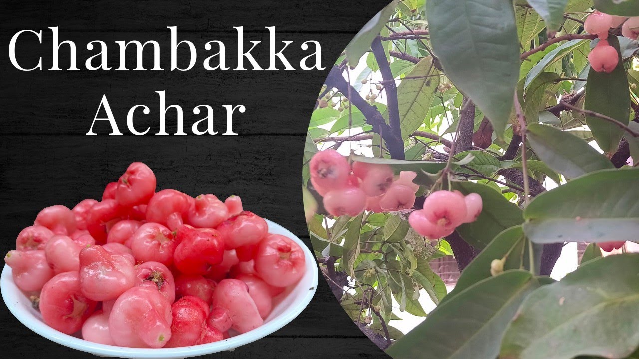 Simple and Most Delicious Achar recipe I've ever made | Chambakka Achar ...