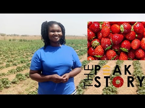 Growing Strawberry In Jos Nigeria For Making Strawberry Wine . - YouTube