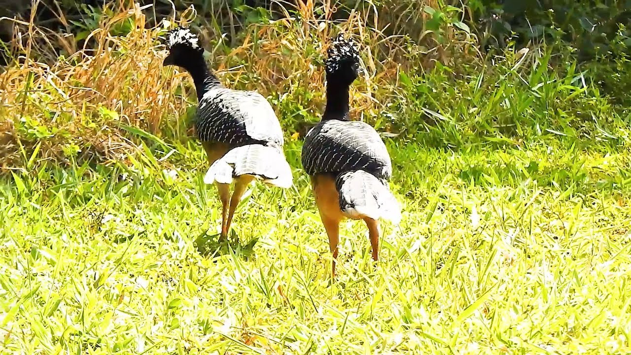 CANTO MUTUM-DE-PENACHO fêmea (CRAX FASCIOLATA), BARE-FACED CURASSOW ...
