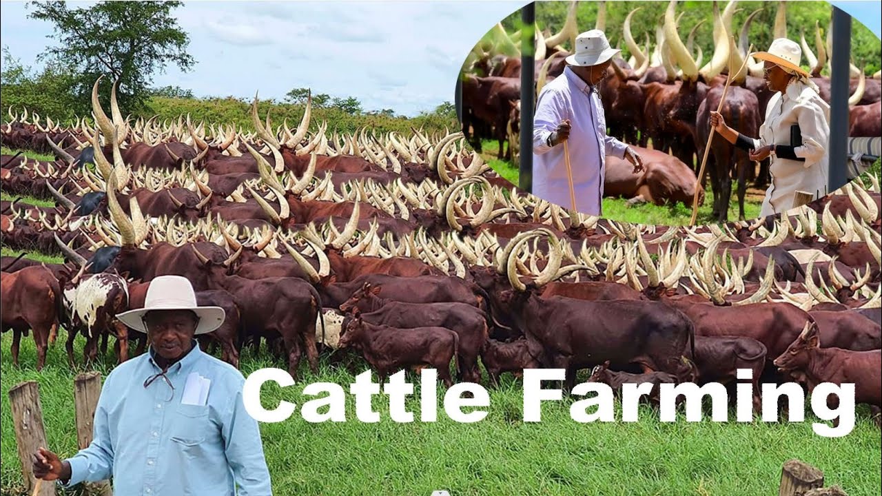 Africa's Biggest Cattle Farmer Billionaire - Cattle Farming Business ...