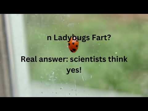 LadyBug Fart