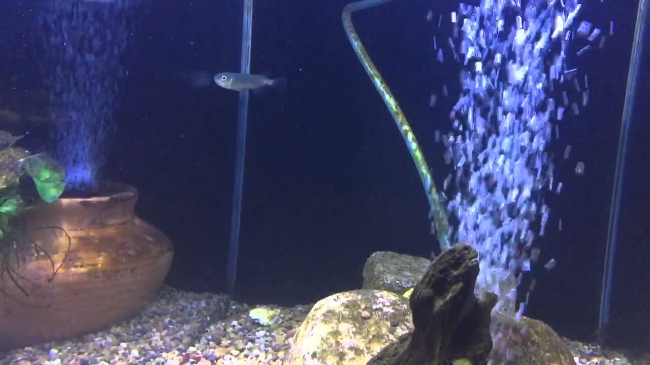 About Saratoga - super cool fish - YouTube