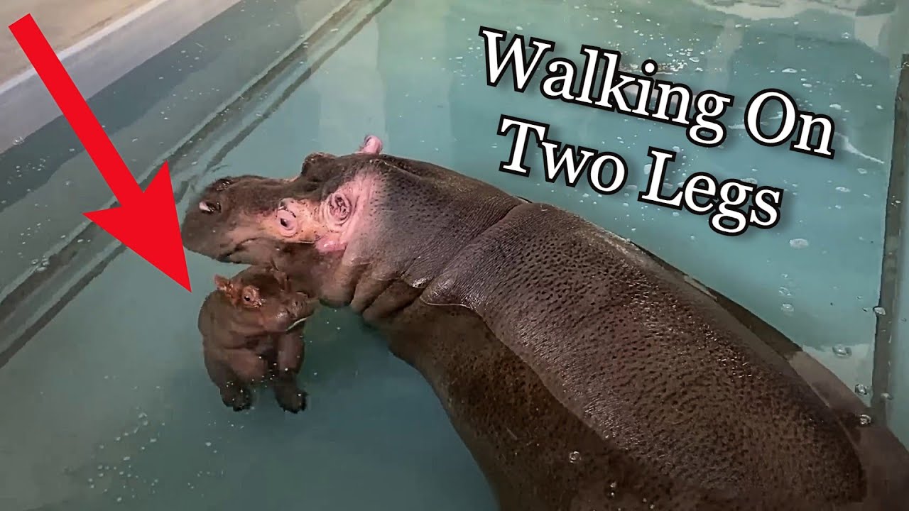 Baby Hippo Walking On Two Legs - Funny Baby Hippo - YouTube
