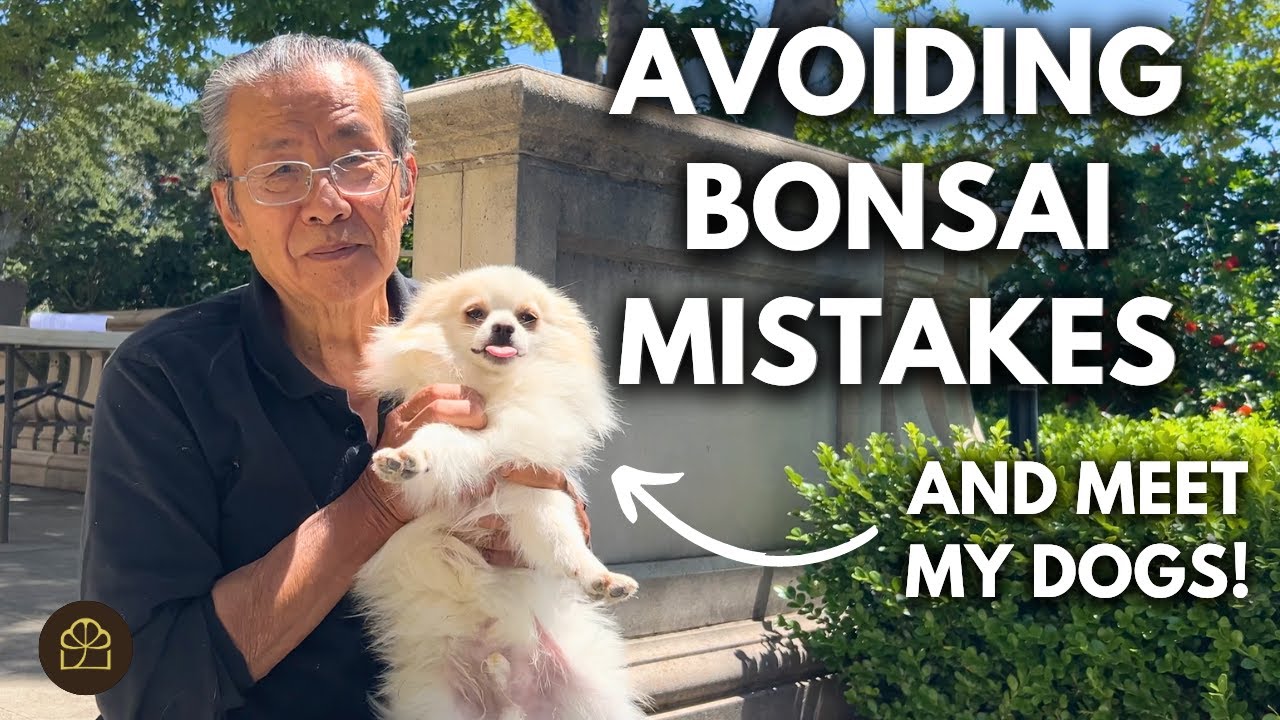 Make NO Mistakes in Bonsai + Meet My Dogs! | Q&A - YouTube