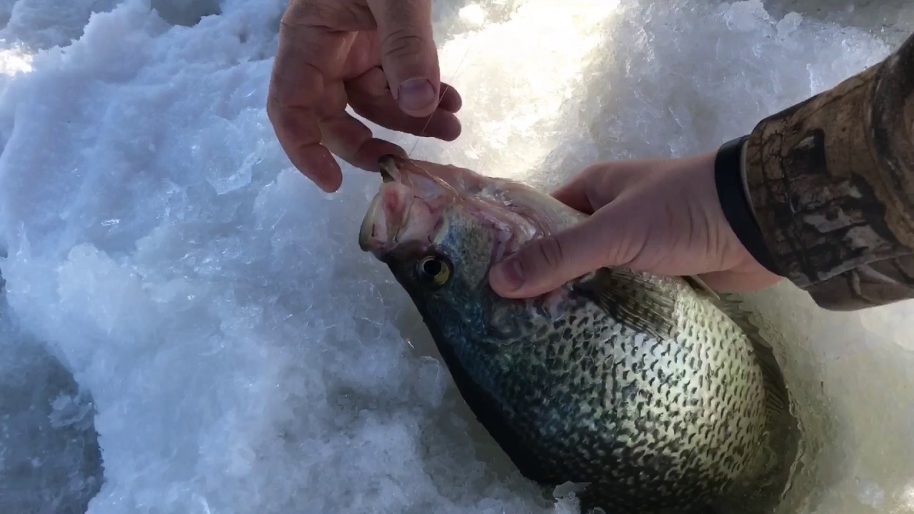 Ice fishing crappie giant slabs bearded fisherman - YouTube