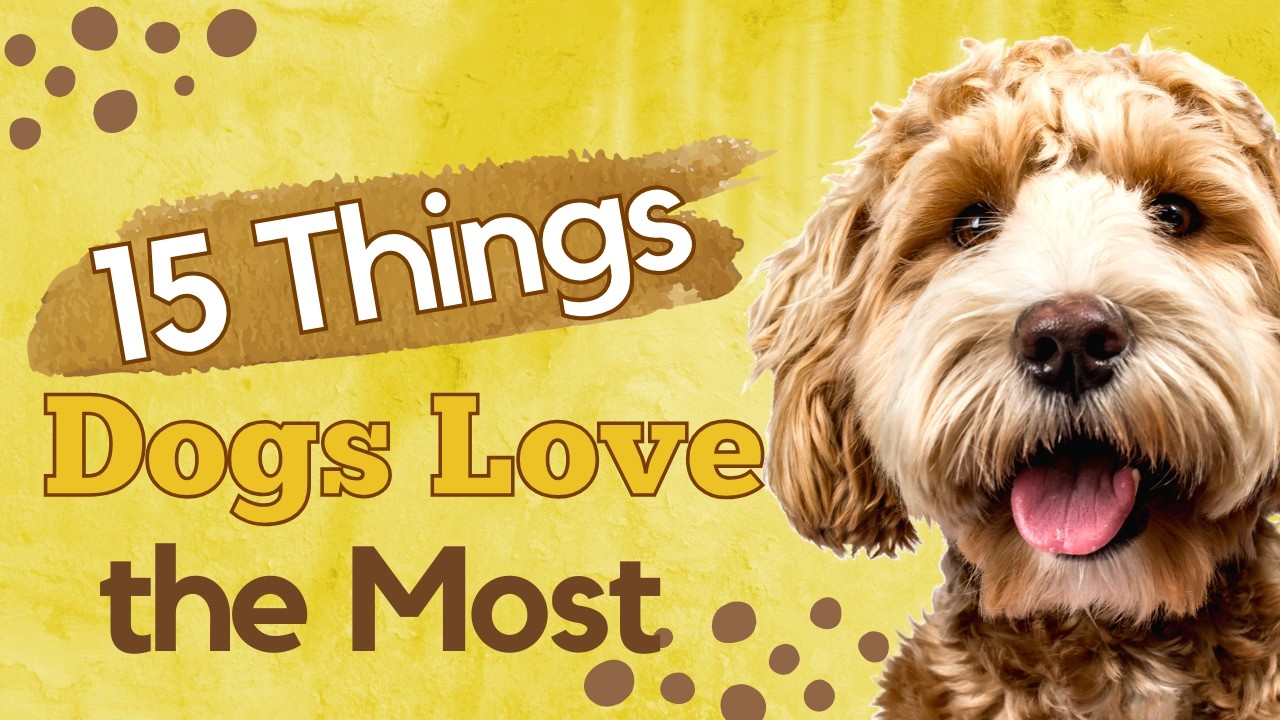 15 Things Dogs Love the Most That Will Surprise You! - YouTube
