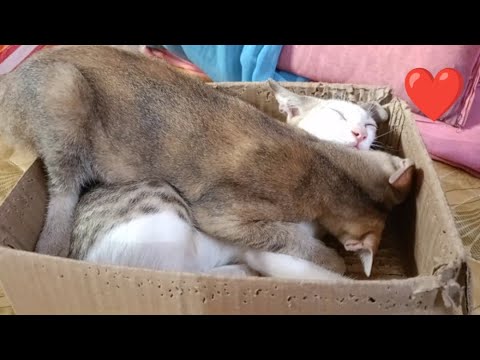 Cute and Lovable Kittens Kara and Cobi #cat #cuteanimals #kitten # ...
