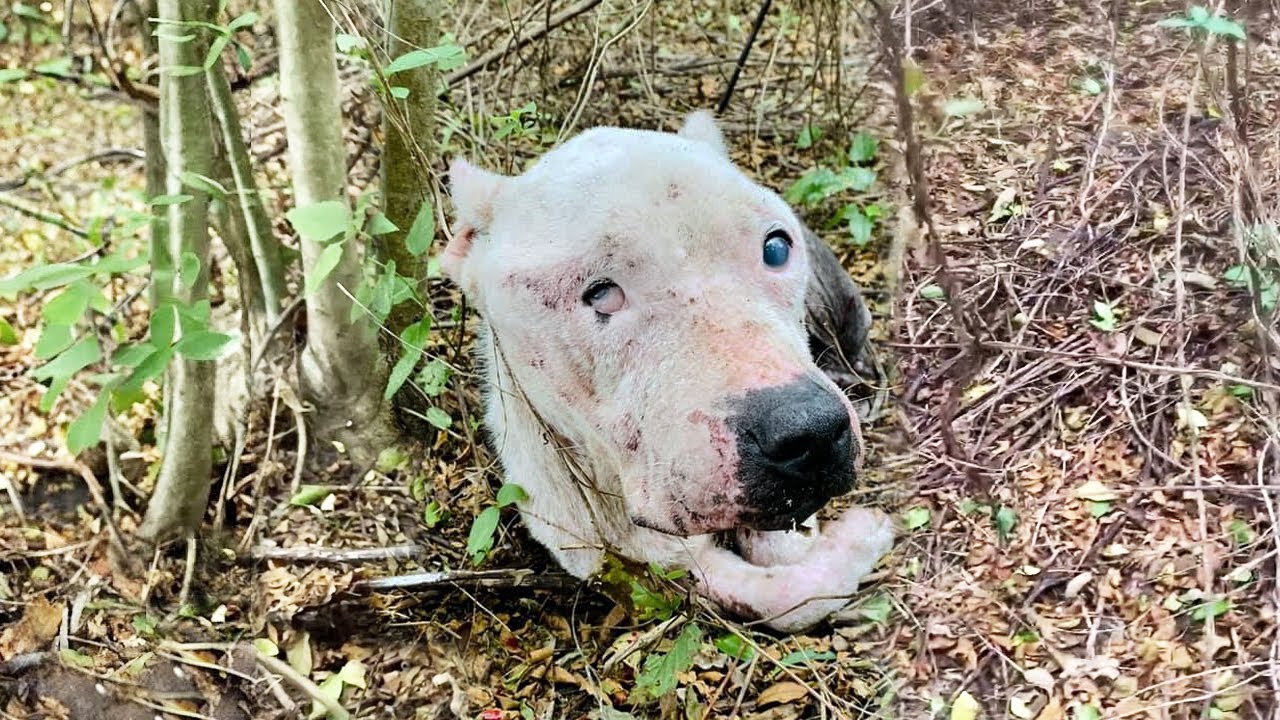 Senior Dog Had Been Dumped in the Forest Like a Discarded Piece of ...
