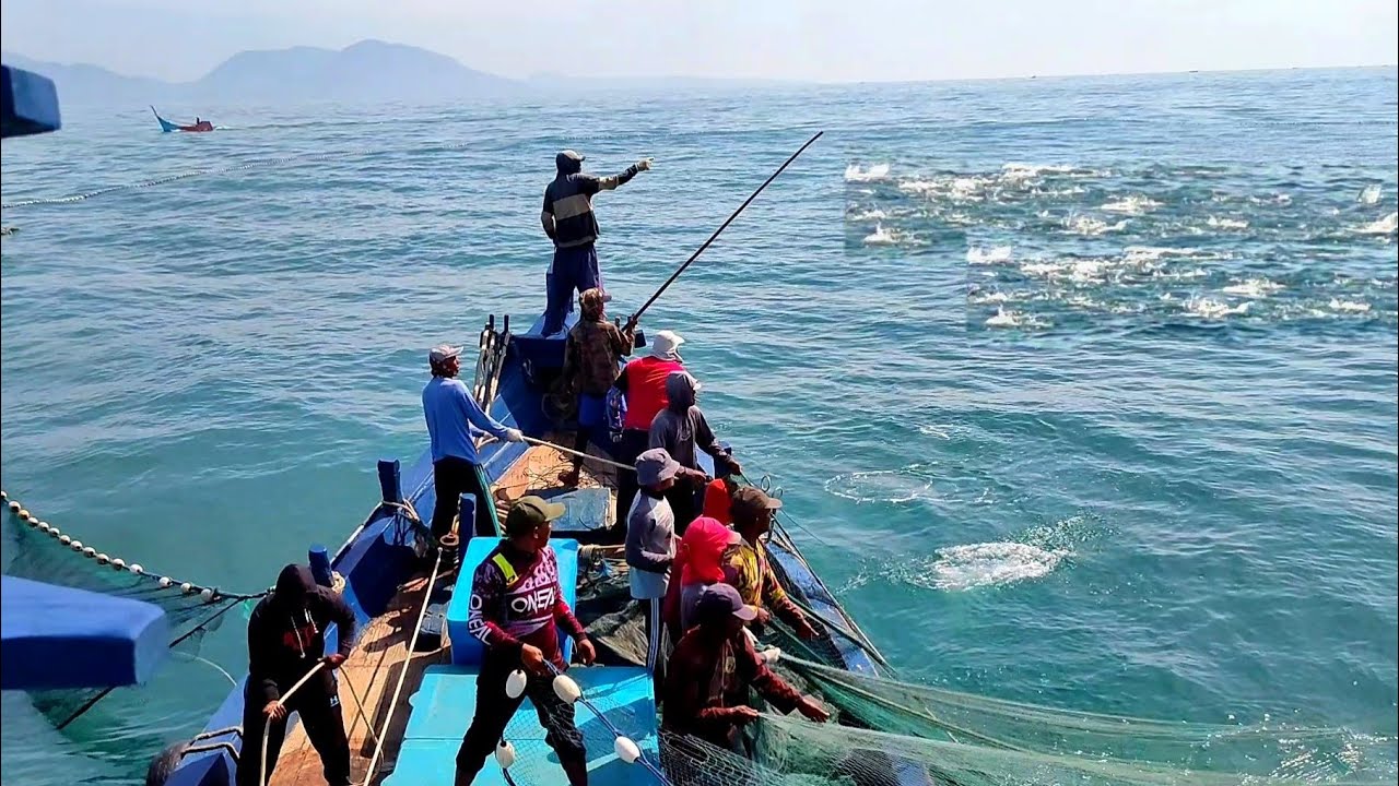 Jaring lingkar, Luar biasa gak di sangka dapat banyak ikan cakalang ...