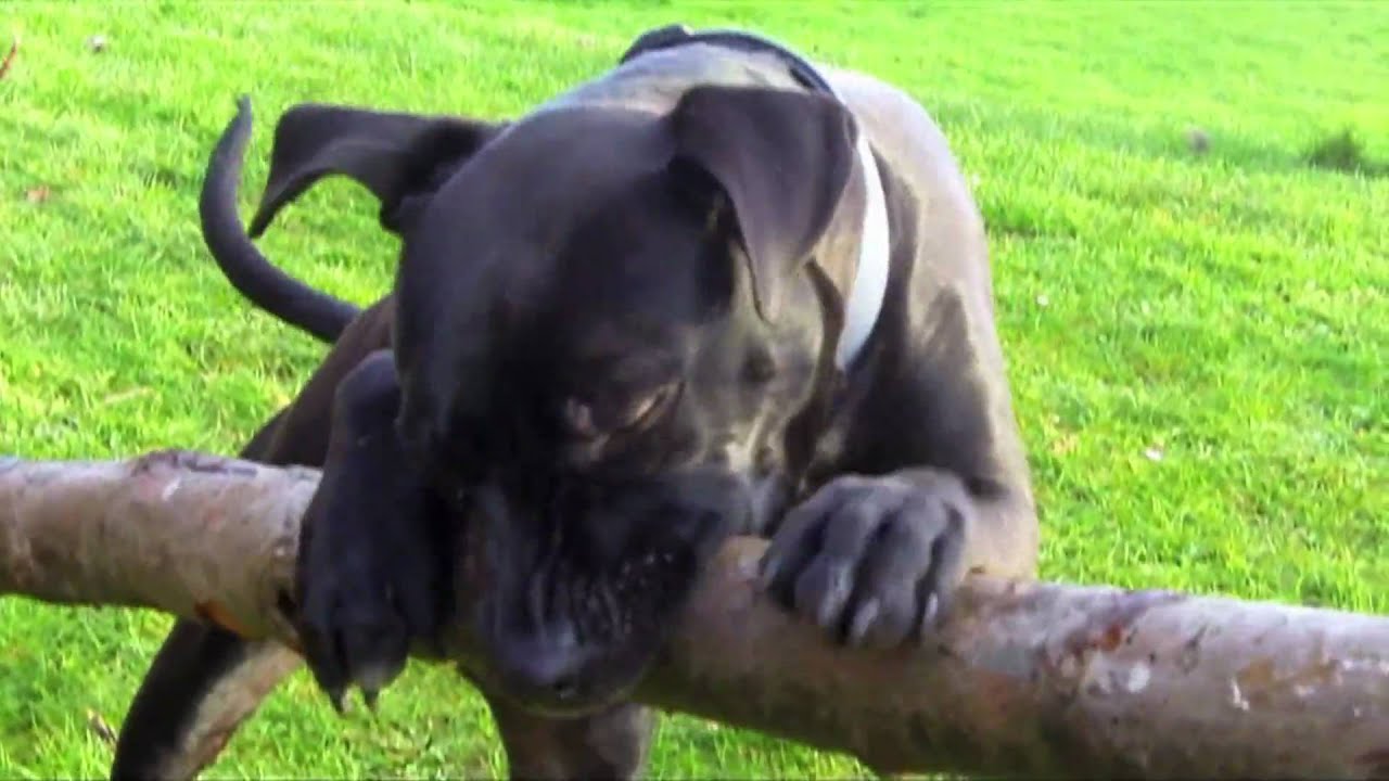 Bad Pit Bull! episode 4 - YouTube