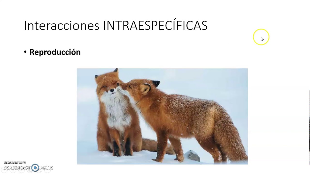 ISP 1° año. Biología. Relaciones intraespecíficas - YouTube