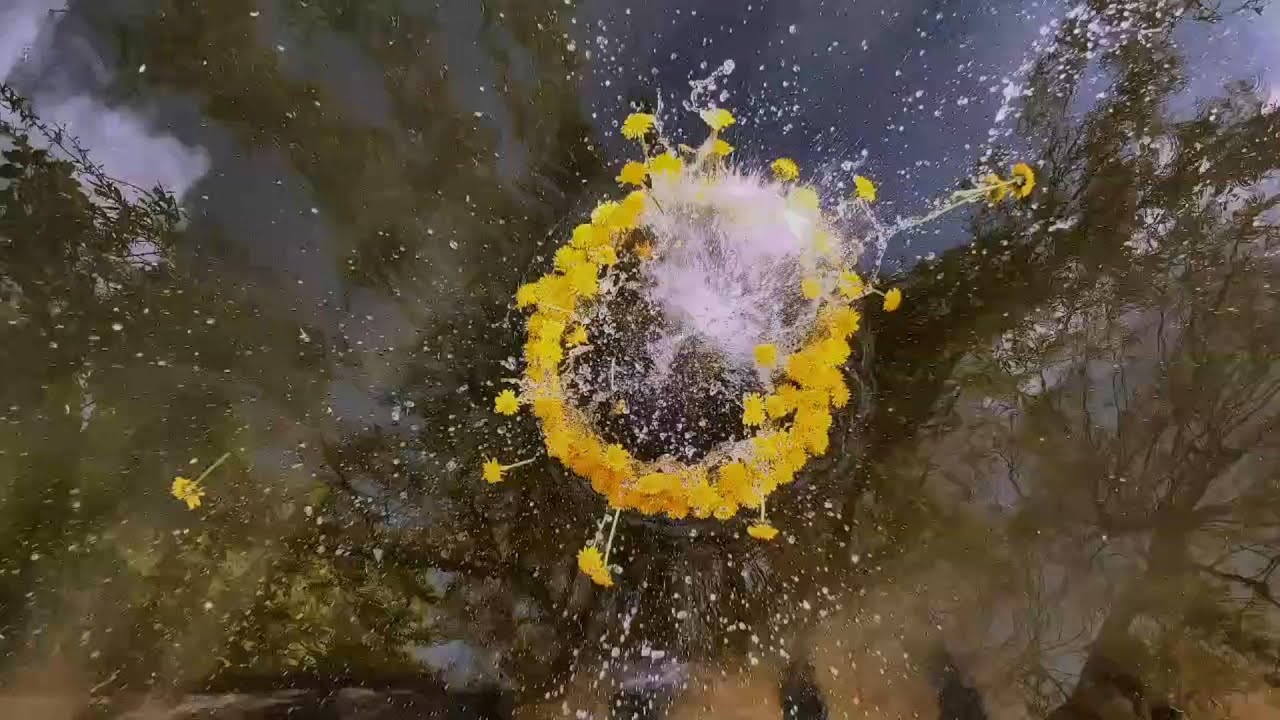 dandelion explosion - YouTube