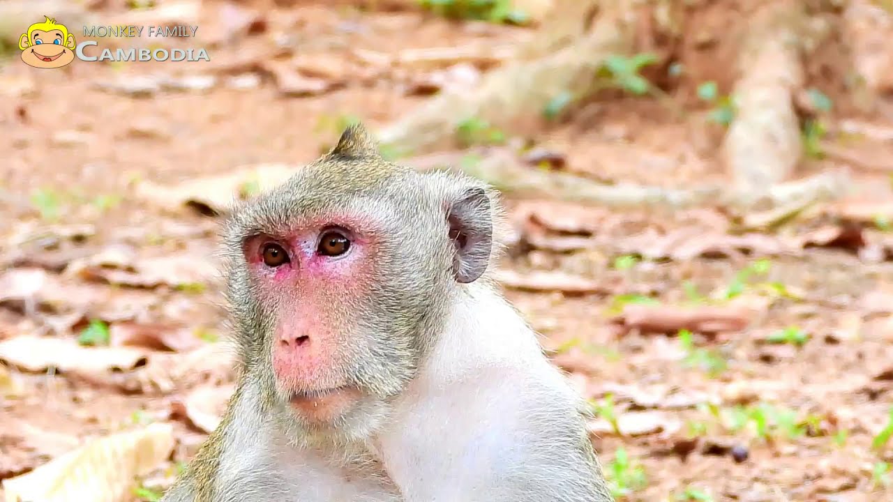 WHY....?? Elsa Hate Janna | Elsa Slap Janna Strongly - YouTube