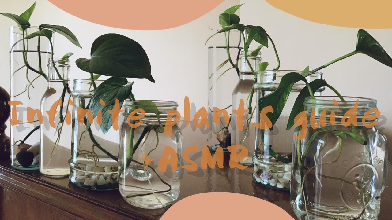 Infinite plant guide + ASMR// Guía de plantas infinitas + ASMR 💫 - YouTube