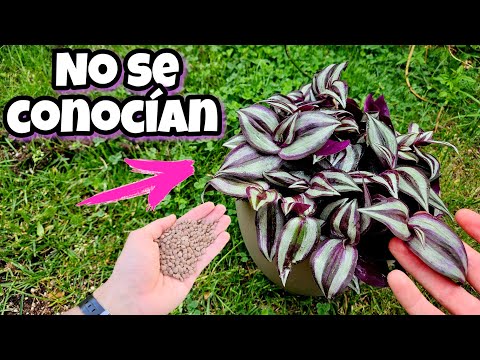 REVELAN LOS SECRETOS de Tener Esta PLANTA en tu CASA ! Es más Valiosa de lo que se Cree | Interior