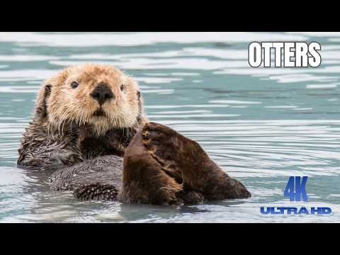 ≽՞•ﻌ•՞≼ Mood: Floating Through Life Like These Otters | Animals Video in 4K