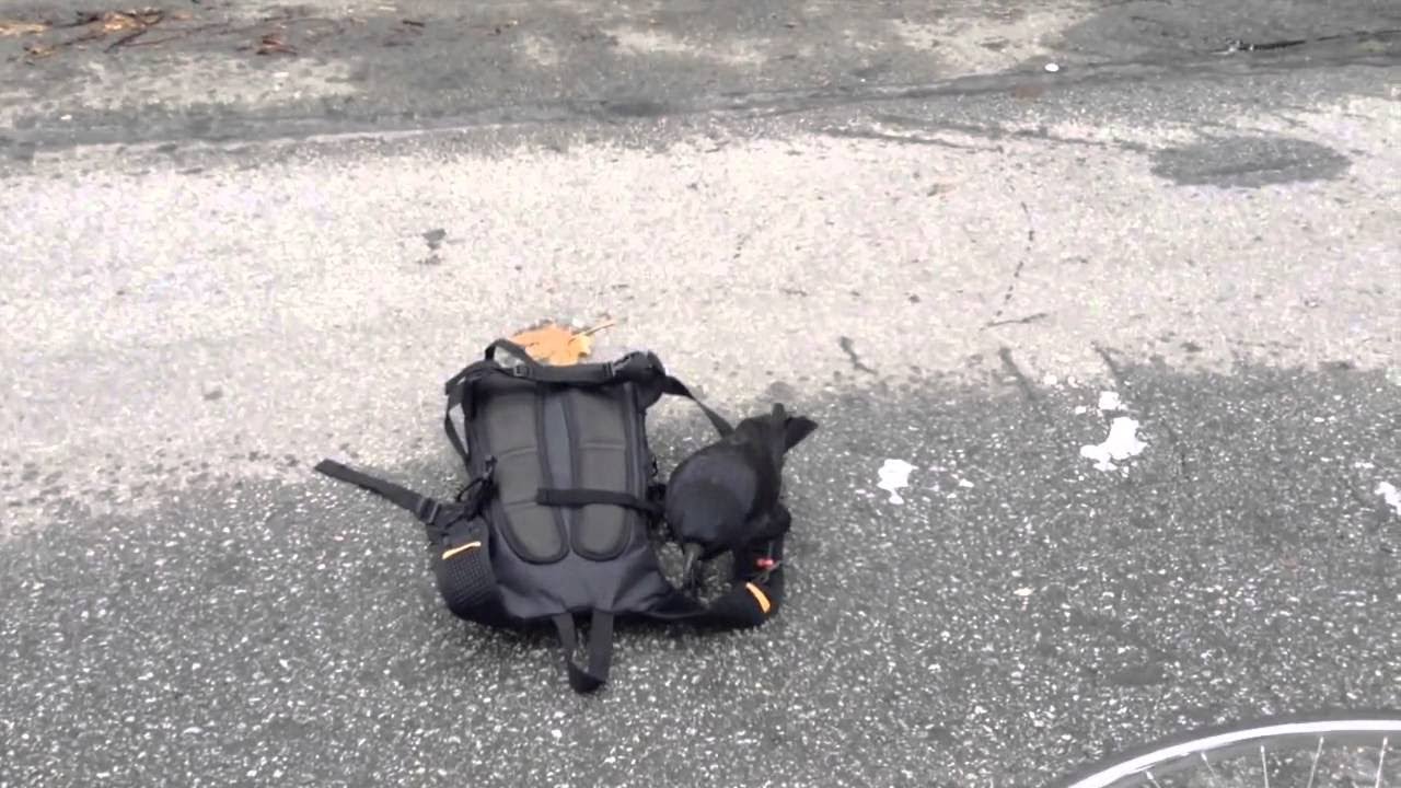 When Crows Attack || ViralHog - YouTube