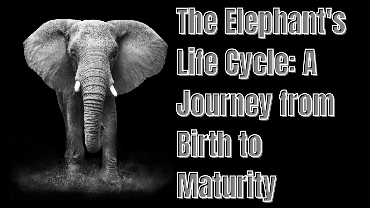 The Life Cycle of an Elephant #elephant #elephants #wildlife - YouTube