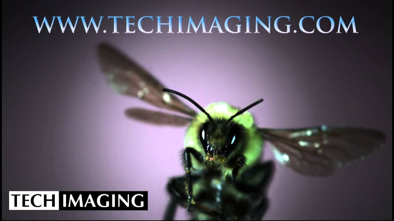 High Speed Camera Video - Bee wings in motion - YouTube