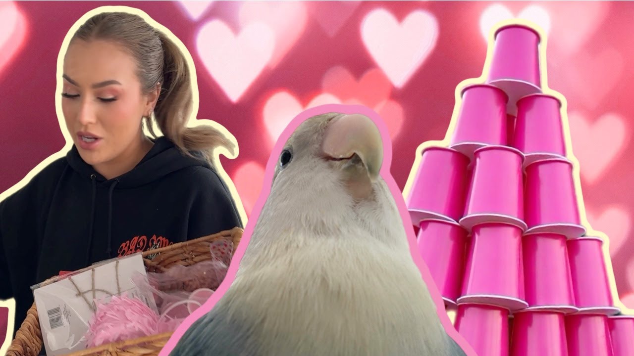 Making a Valentine's Rage Room for my Feral Bird - YouTube