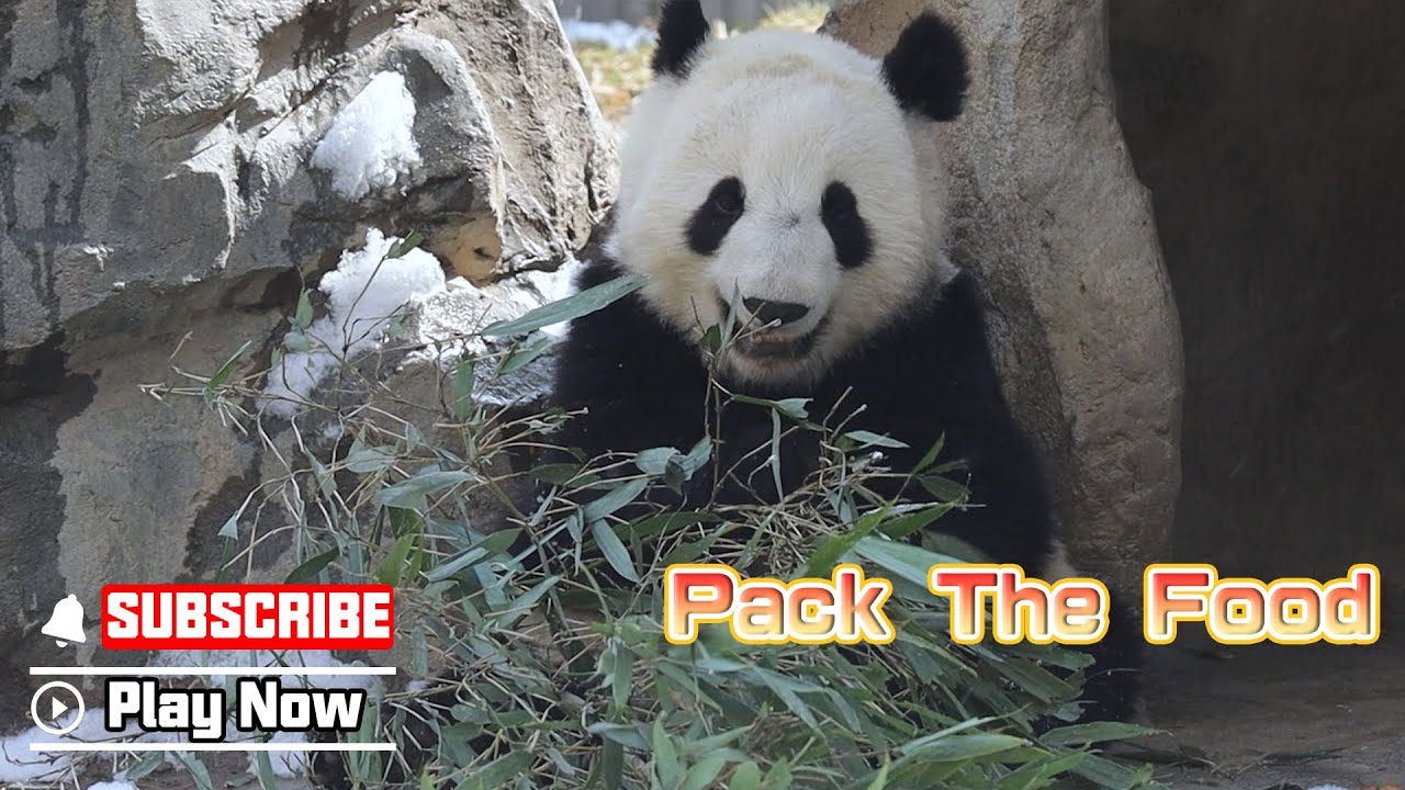 Yummy! The Edible Toy Fits Pandas Well | iPanda - YouTube