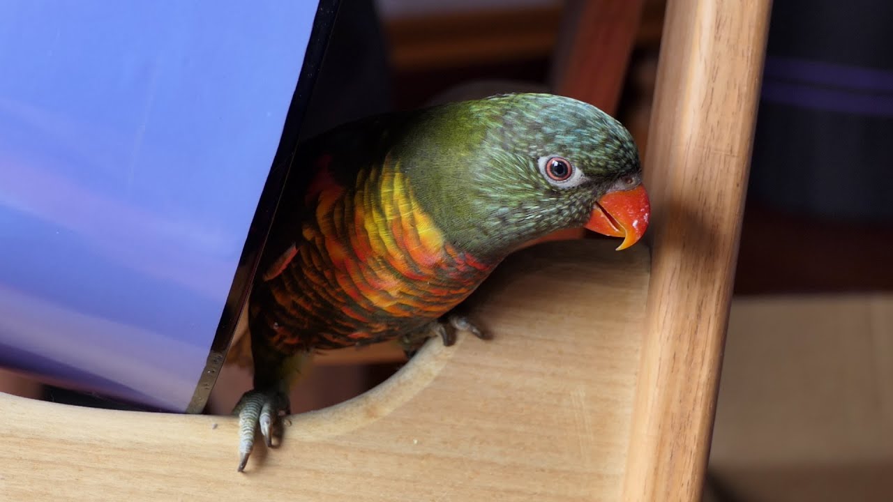 Indie The Lorikeet, Our New Parrot - YouTube