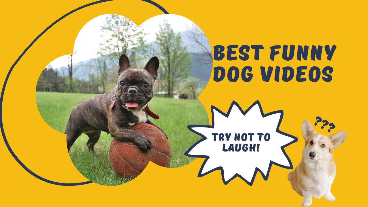 Funny Dog Videos. Barking, Howling, Digging, And Funny Faces - YouTube