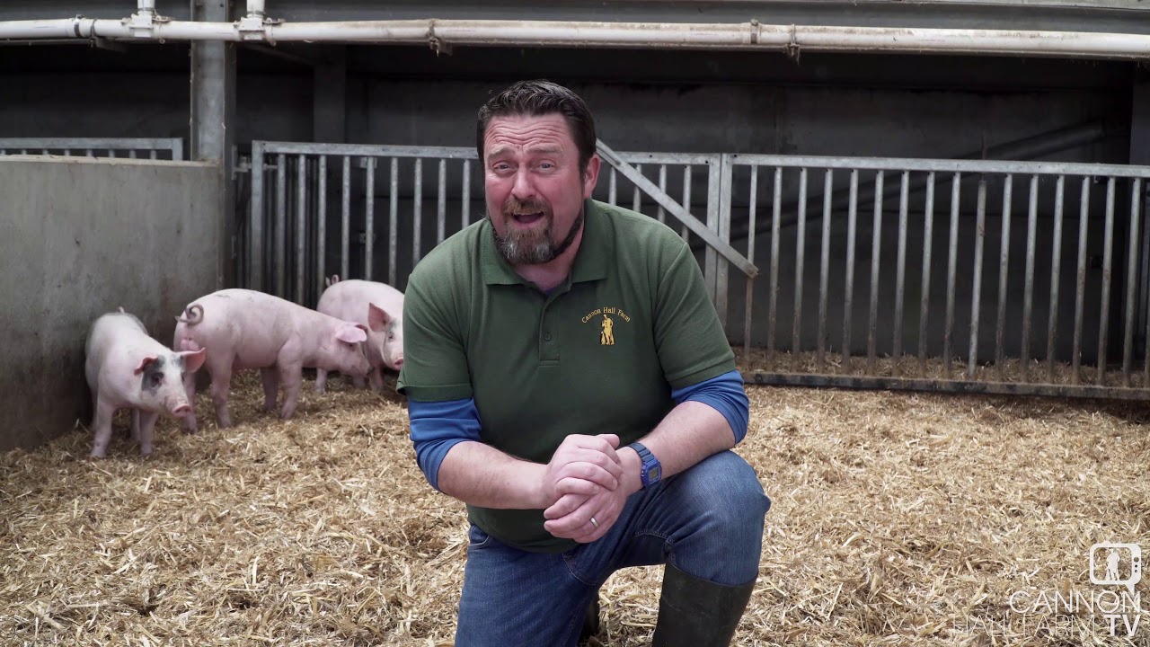 ** JUST FOR KIDS - ALL ABOUT PIGS! ** Cannon Hall Farm - YouTube
