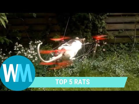 TOP 5 RATS - YouTube