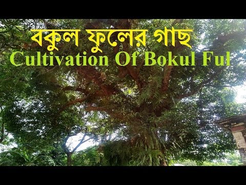Bokul Ful | Mimusops elengi | Cultivation Of Bokul Ful | ৩০০ বছরেরও ...