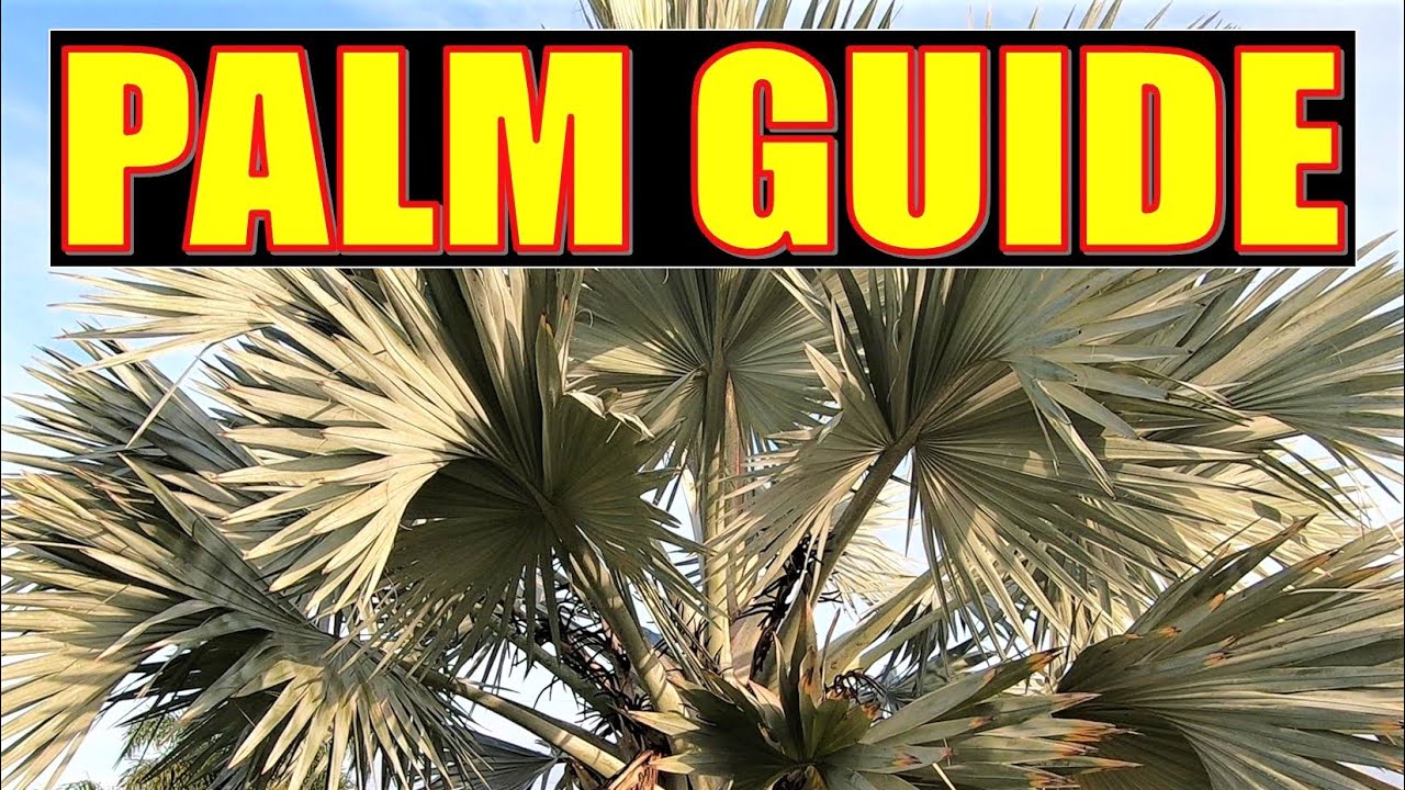 PALM GUIDE | An Extensive Look at the Most Familiar Palms Found in ...