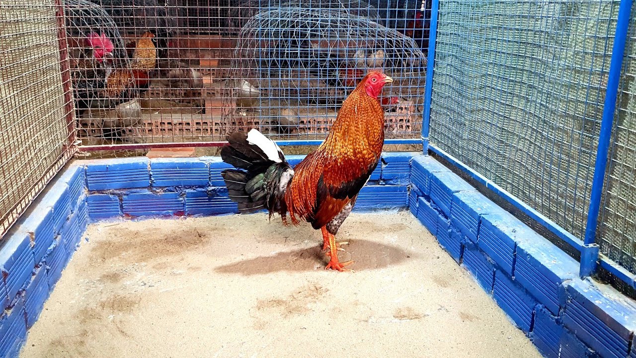 26/11/cú siu mỹ f1 2kg5 giỏi/ae xem chi tiết zalo/0939 969 962 - YouTube