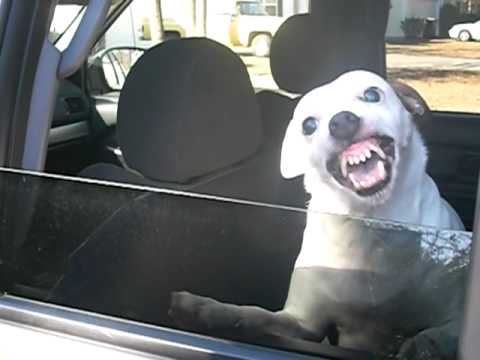 Dave the Dog - YouTube