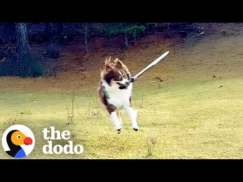 Dog Is REALLY Obsessed With Sword Fighting With Her Humans | The Dodo
