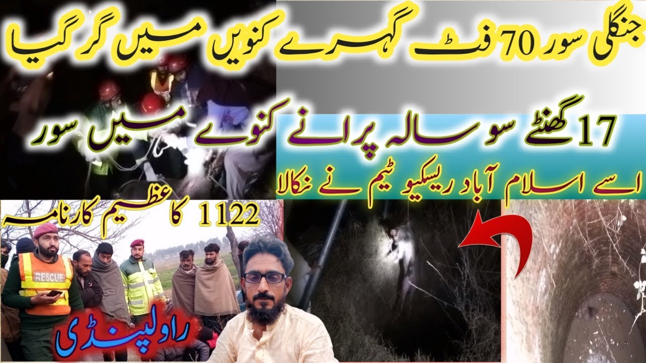 Islamabad Wild Boar | and Attack of Wild Pig in Pakistan | Wildlife of ...