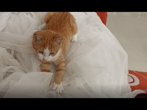 Etrafa racon kesen kabadayı yavru kedi / 994