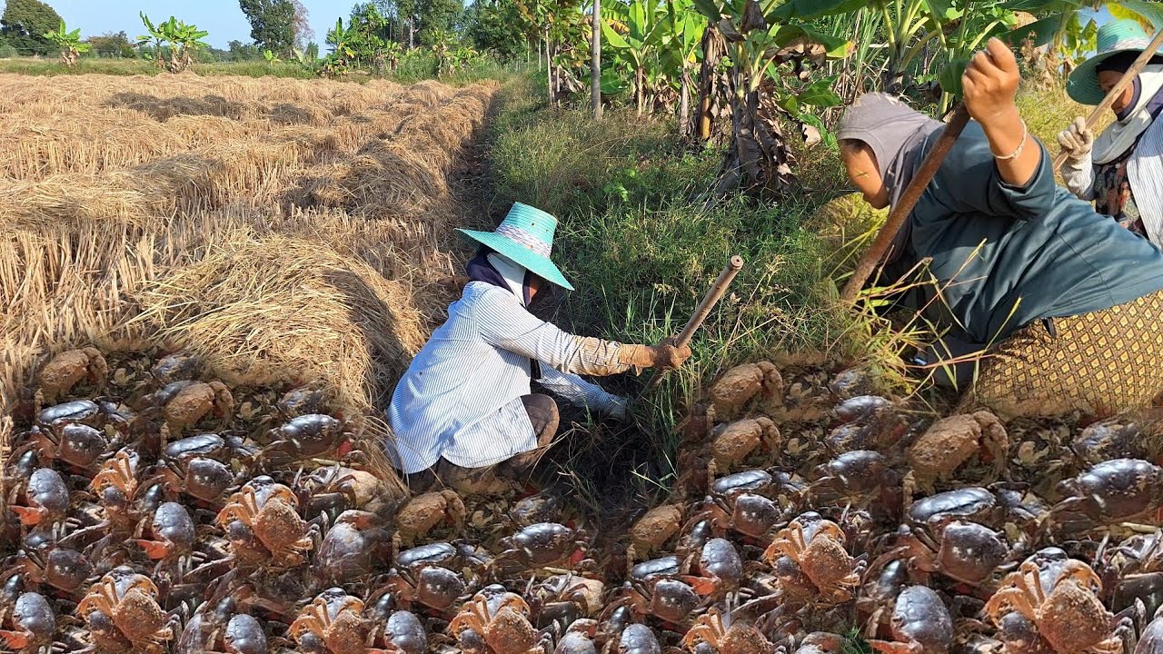 ขุดปูนาหมานๆมีแต่ตัวใหญ่ๆงามๆหมาน2กิโลจ้า - YouTube