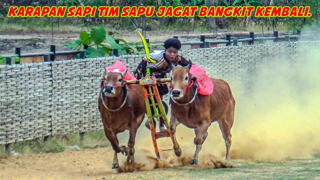 Karapan Sapi Tim Sapu Jagat Bangkit Kembali Latihan Di Lap Asemanis ...