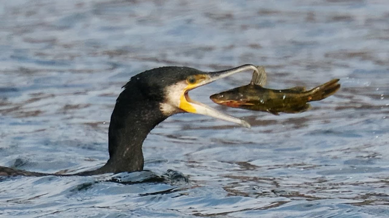 동자개를 사냥한 민물가마우지 Great Cormorant hunting Yellowhead catfish (Korean ...