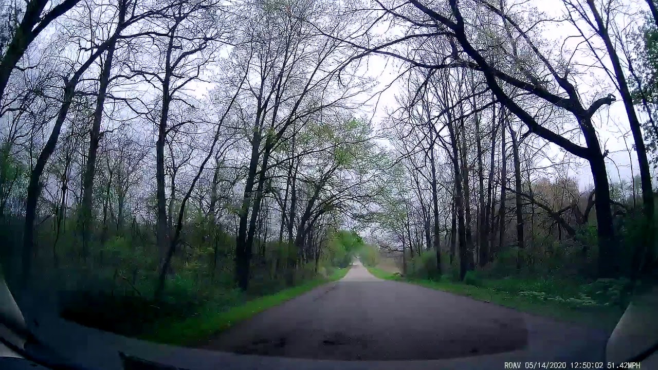 Terry's Big Bird Encounter - YouTube