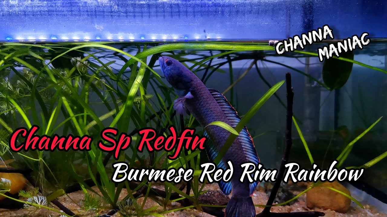 Channa Rubora (Sp Burmese red rim rainbow) / Channa Sp Red Fin - YouTube