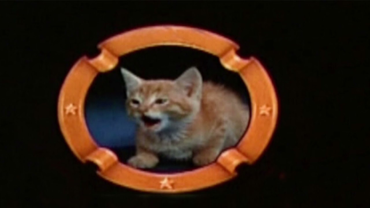 MIMSIE THE MTM CAT HERS A TALK - YouTube